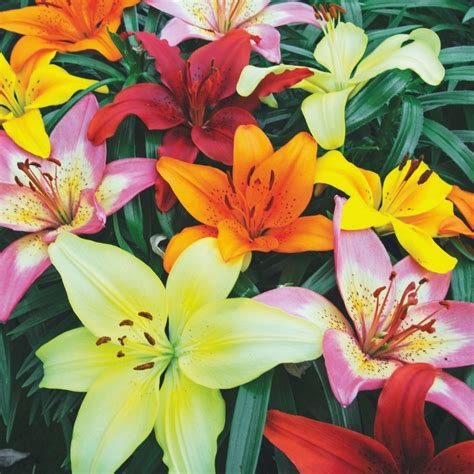 Lily Joy Mixed Dobies