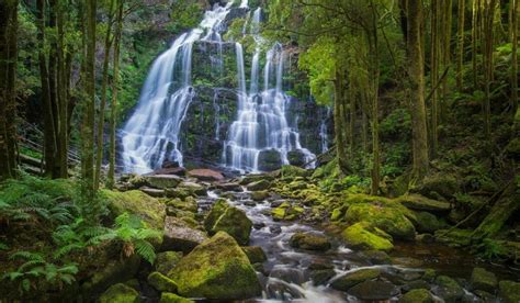 8 Stunning Rainforests In Australia You Must Visit Aussie Tourist