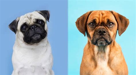 Retro Pug Vs Pug Which Squishy Faced Star Steals The Show