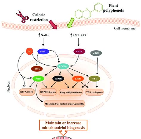 Key Players Involved In Mitochondrial Biogenesis15 Adapted With