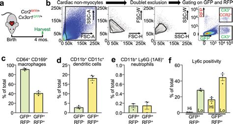 Characterization Of Cell Types Labelled From Ccr2 Rfp × Cx3cr1 Gfp Download Scientific Diagram