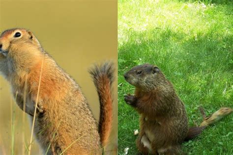Gopher Vs Groundhog 15 Differences