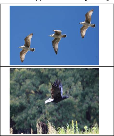 Figure 1 From Efficient Drones Birds Classification Using Transfer Learning Semantic Scholar