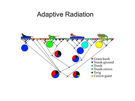 Adaptive Radiation Diagram