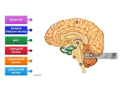 Головний мозок Діаграма з мітками