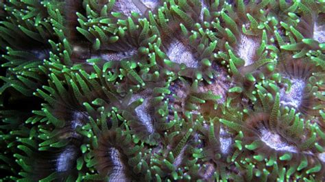 Coral And Algae Have Been Friends For 212 Million Years Mental Floss