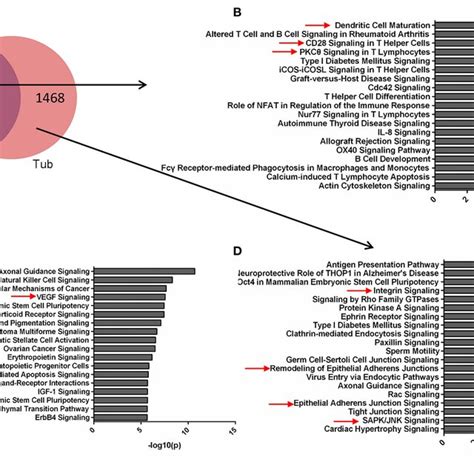 Pathways For Tubular And Glomerular Degs A Venn Diagram For The