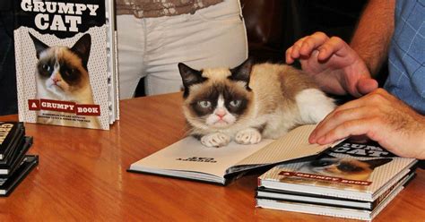 Grumpy Cat Does Not Look Impressed At Book Signing In Los Angeles