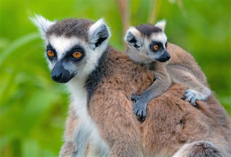 Ring Tailed Lemurs Facts And Behavior