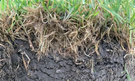 Lawnpro D Thatch Kiwicare