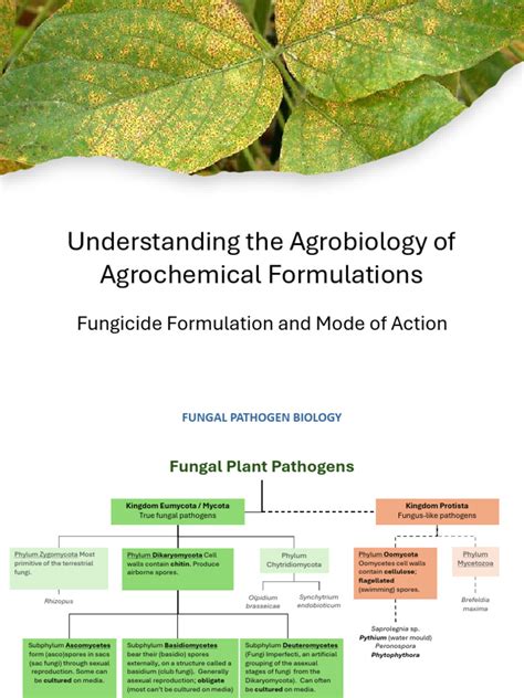 Fungicide Formulation And Mode Of Action 1710748609 Pdf Fungus Spore