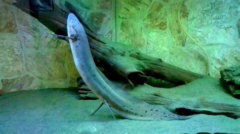 Bipedal Lungfish Youtube