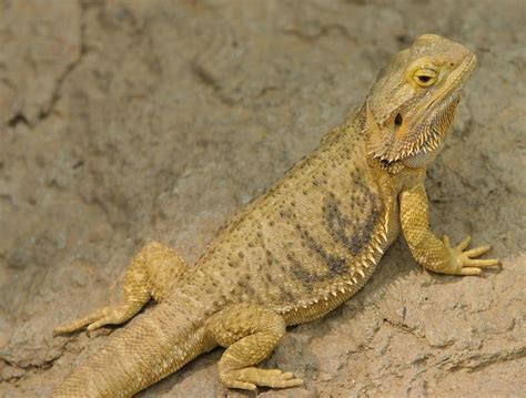 10 Common Reasons Your Bearded Dragon Is Closing Its Eyes A Z Animals