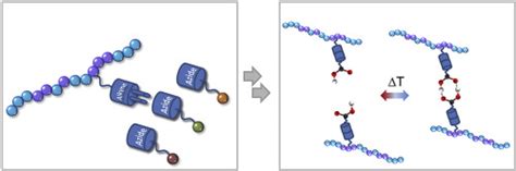 导致超分子氢键网络的苯乙烯丁二烯共聚物的新后改性途径 络合物的合成和热力学分析 Polymer X Mol