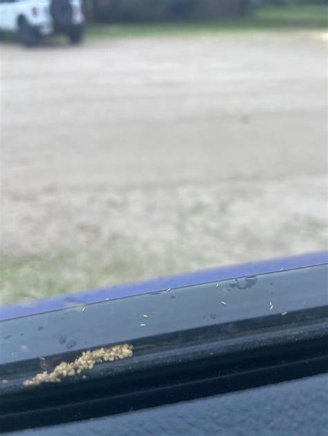 What Are These Bugs Texas Rinsects