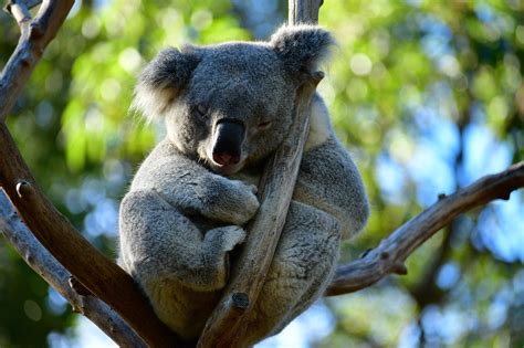 Cute Koala Sleeping Small Free Photo On Pixabay