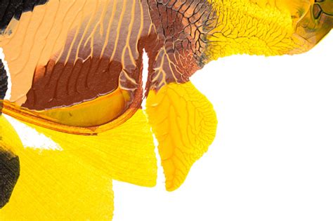 갈색 크림색 노란색 추상 아크릴 그림 색상 질감 흰 종이 배경에 로르샤흐 잉크 얼룩 방법을 사용하여 0명에 대한 스톡 사진 및 기타 이미지 Istock