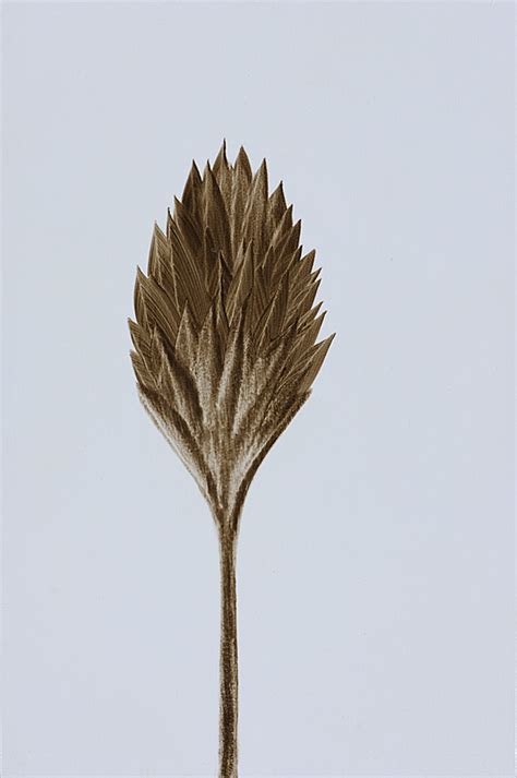 Ash Flora 1 Mosh Kashi