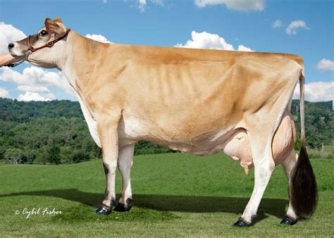 Jersey Cattle Farms
