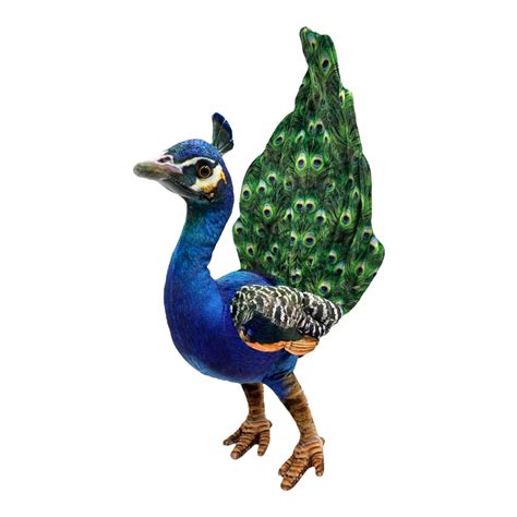 Peacock Plush Peacock Facts Plush Tail Feathers