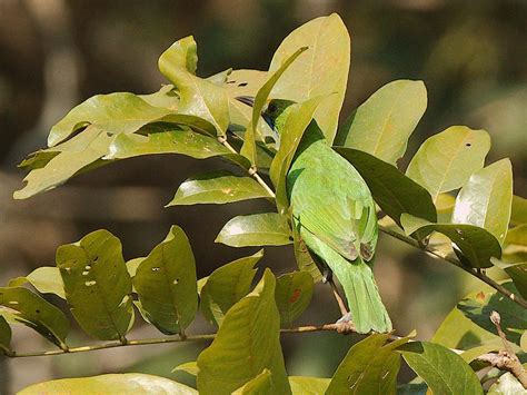 Taxonomy Leafbirds Chloropseidae