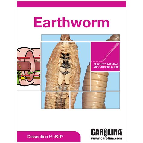 Earthworm Dissection Digital Resources Carolina Biological Supply