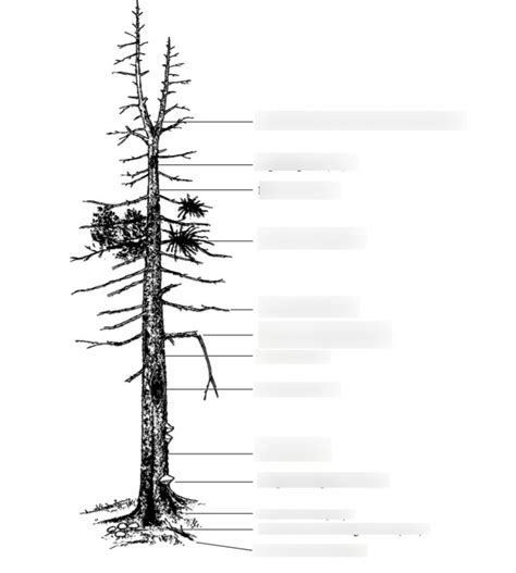 Common Dangerous Tree Indicators 2 Diagram Quizlet