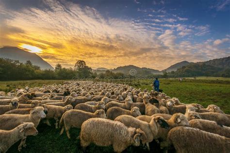 Sheep On The Field In Transylvania Romania At Sunset Stock Image