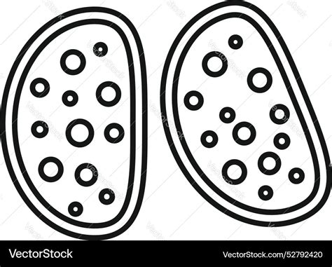 Human Lungs With Alveoli Showing Respiratory Vector Image