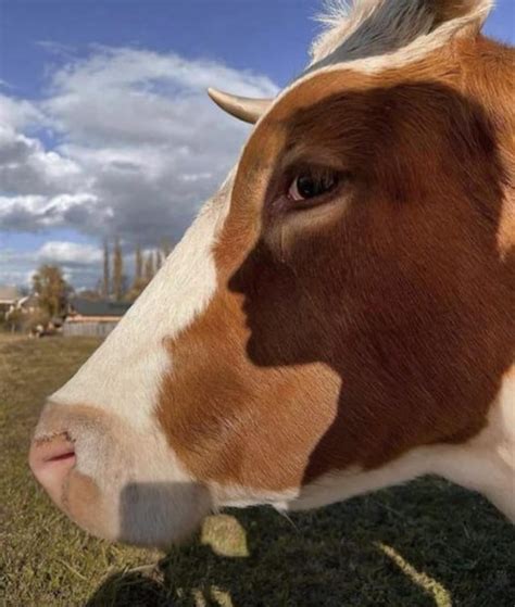 A Blursed Shadow Animals Know Your Meme