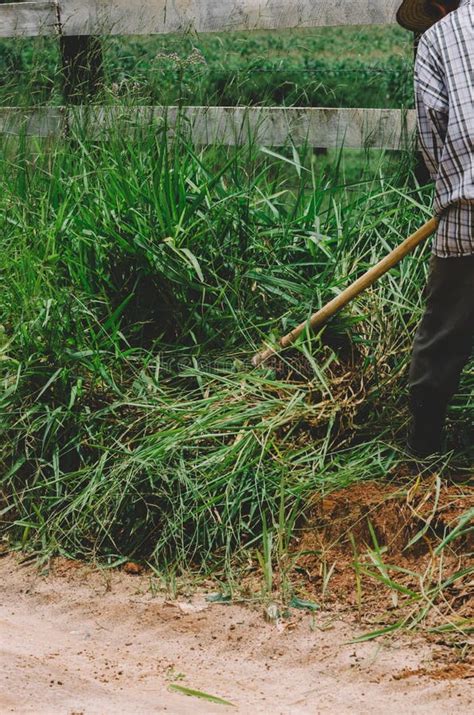 Unidentifiable Farm Worker Cutting Weeds With A Hoe In A Farm Stock Image Image Of Natural