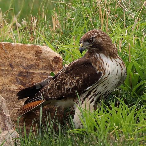 How To Identify Hawk Feathers