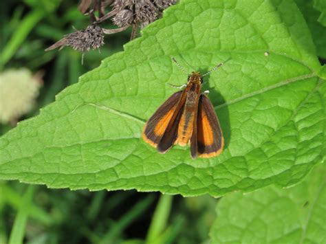 Least Skipper From Fdr Park 1500 Pattison Avenue And S Broad St Philadelphia Pa 19145 Usa On