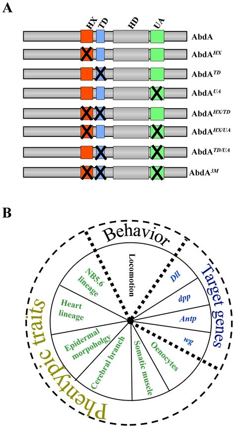 Insights Into Hox Protein Function From A Large Scale Combinatorial Analysis Of Protein Domains