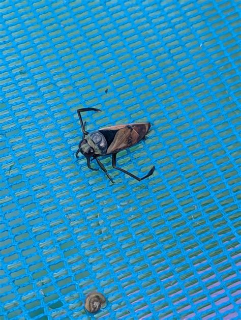 Kirbys Backswimmer From Woodinville Wa 98077 Usa On August 19 2024