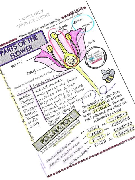 Differentiation Using Doodle Notes