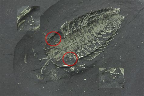 Pyritized Triarthrus Trilobite With Appendages And Eggs 38974 For