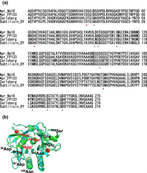 A Amino Acid Sequence Alignment Of Bacterial Serine Proteases