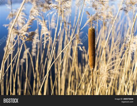 What Is The Reed Mean At Henry Storms Blog