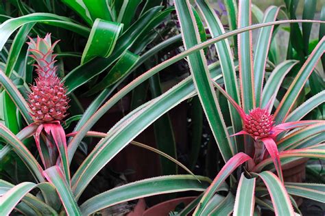 How To Grow And Care For Variegated Pineapple Bromeliads