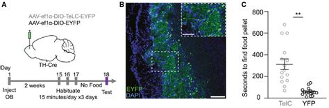 Figure 1 From Co Transmitting Interneurons In The Mouse Olfactory Bulb Regulate Olfactory