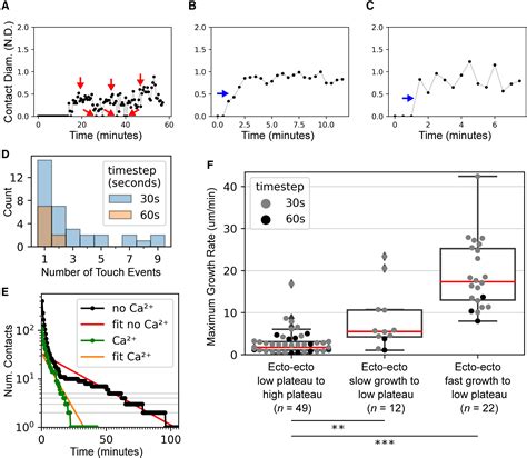 Two Phase Kinetics And Cell Cortex Elastic Behavior In Xenopus Gastrula Cell Cell Adhesion