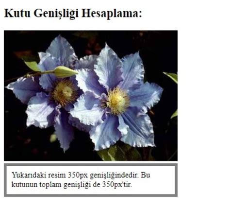 css kutu modeli margin border padding content web tasarım and programlama