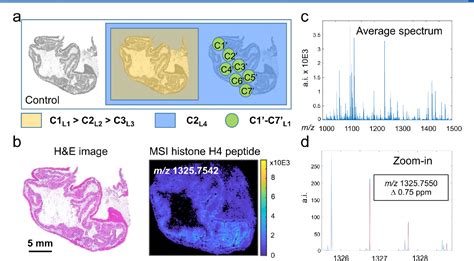 Figure 1 From Multilabel Per Pixel Quantitation In Mass Spectrometry