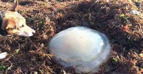 WARNING Killer Mystery Blobs Washing Up On UK Beaches Daily Star