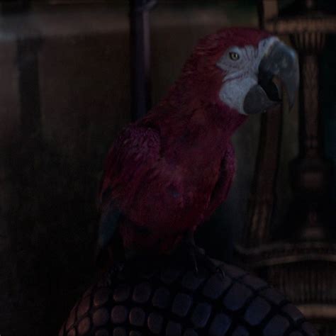 Iago Disney Wiki Fandom