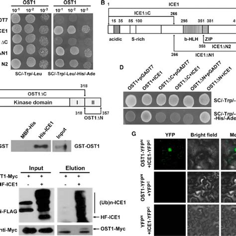 Ost1 Interacts With Ice1 A The Interaction Of Ost1 And Ice1 In Yeast