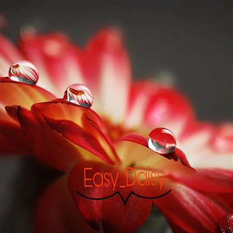 Daisy Project Daisy Project Added A New Photo — In