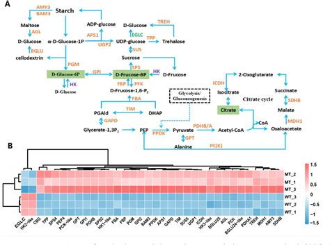 Figure 1 From Transcriptomics And Metabolomics Analysis Provides