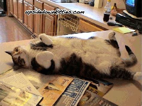 Upside Down Kitties Princess Upside Down